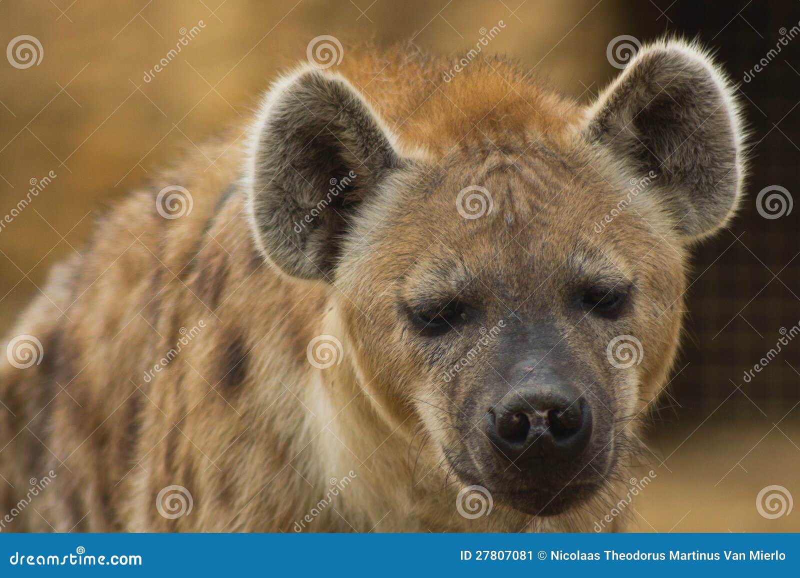 Hyena stock image. Image of hyena, africa, sunny, ears - 27807081