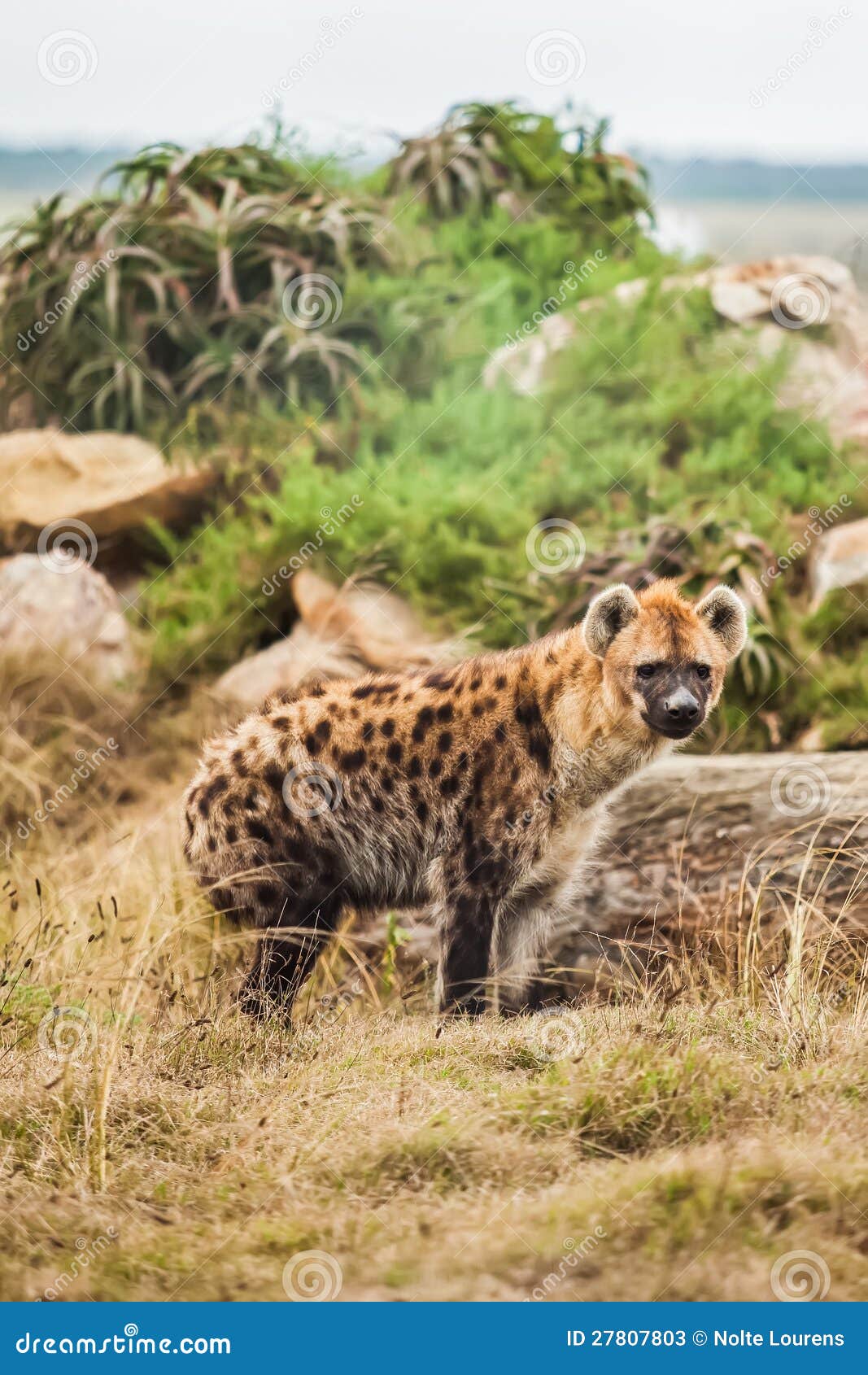 Hyena stock image. Image of legs, kenya, hunter, forest - 27807803