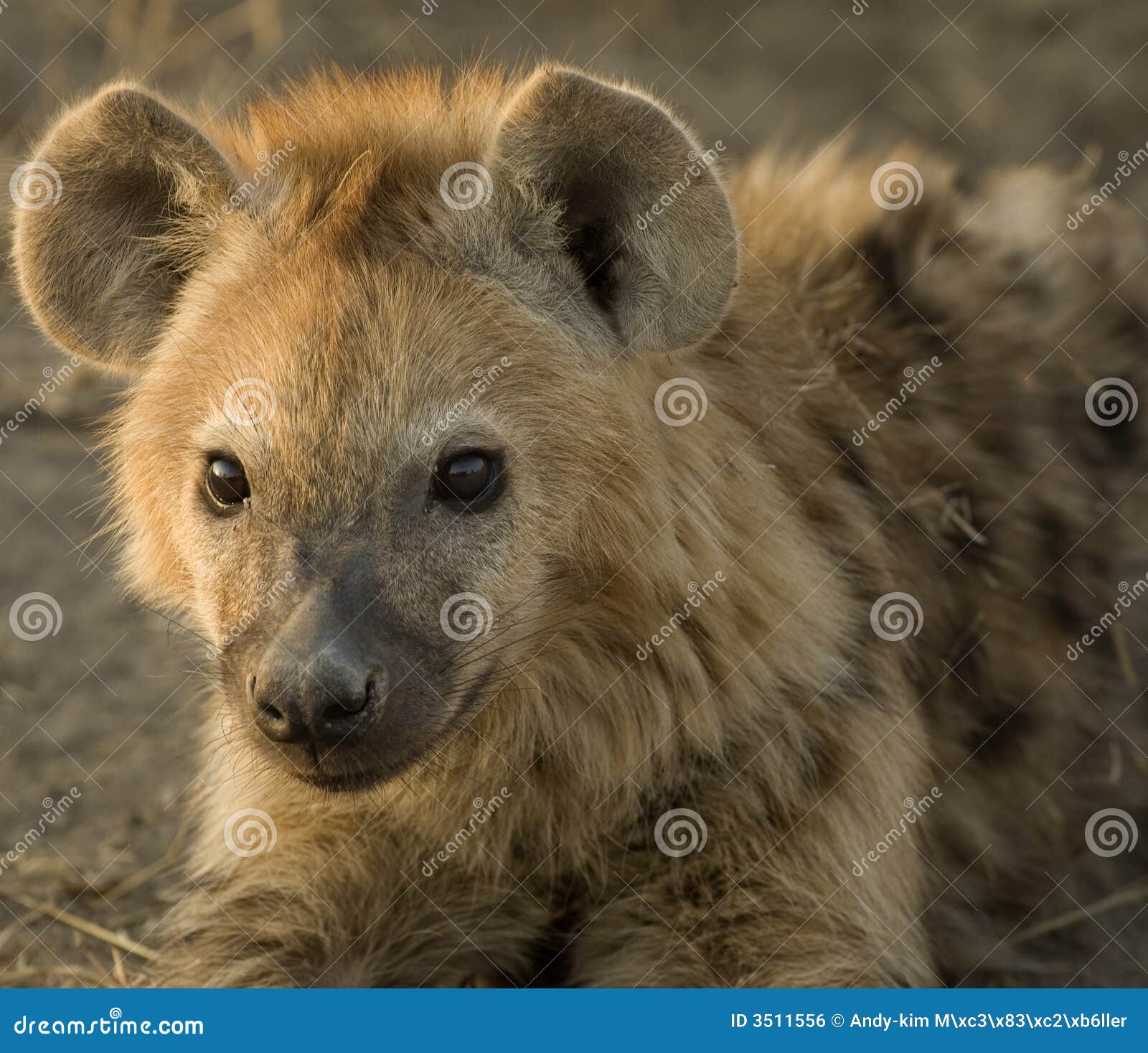 Hyena stock photo. Image of hunter, kruger, carnivore - 3511556
