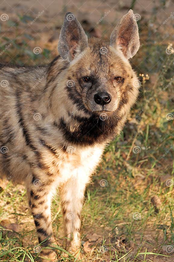 Hyena stock image. Image of scavenger, africa, close, strong - 7830445