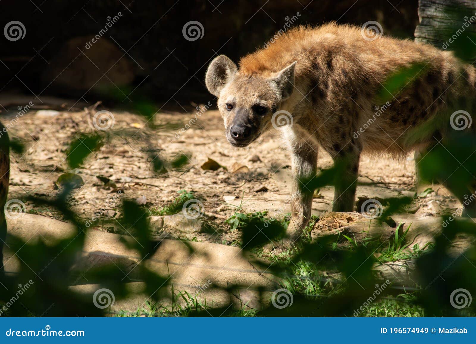 Hyena stock image. Image of park, kruger, large, nature - 196574949