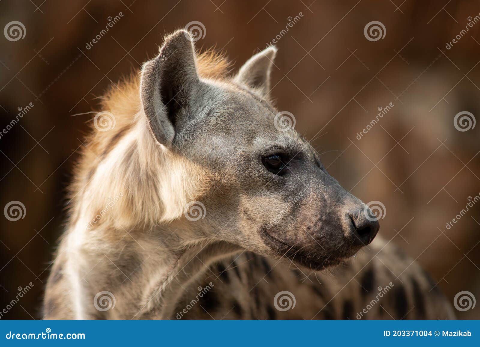 Hyena stock photo. Image of ground, crocuta, mammal - 203371004
