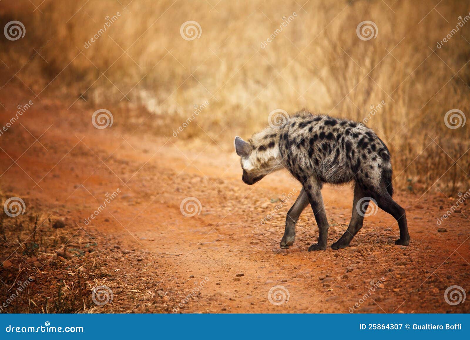 Hyena back view stock image. Image of african, mammal - 25864307