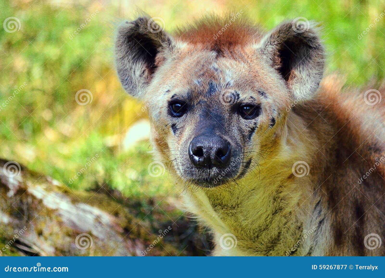 Hyena stock image. Image of alert, hyena, nature, alertness - 59267877