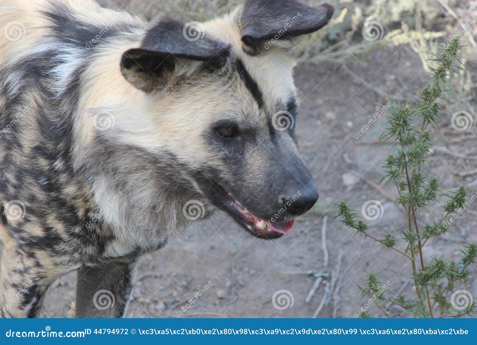 The Hyena stock photo. Image of beautiful, nature, natural - 44794972