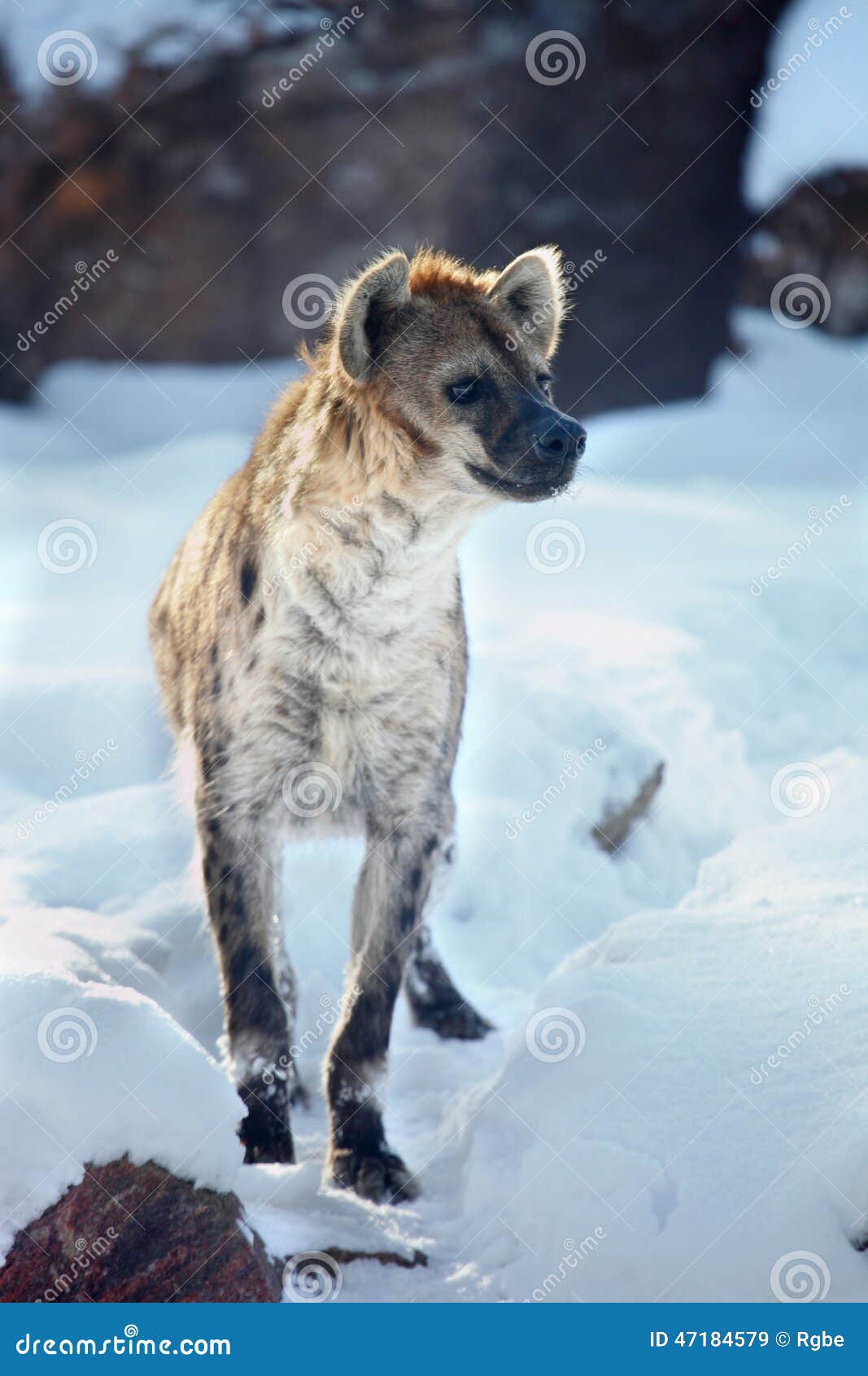 Hyena stock image. Image of profile, looking, nature - 47184579