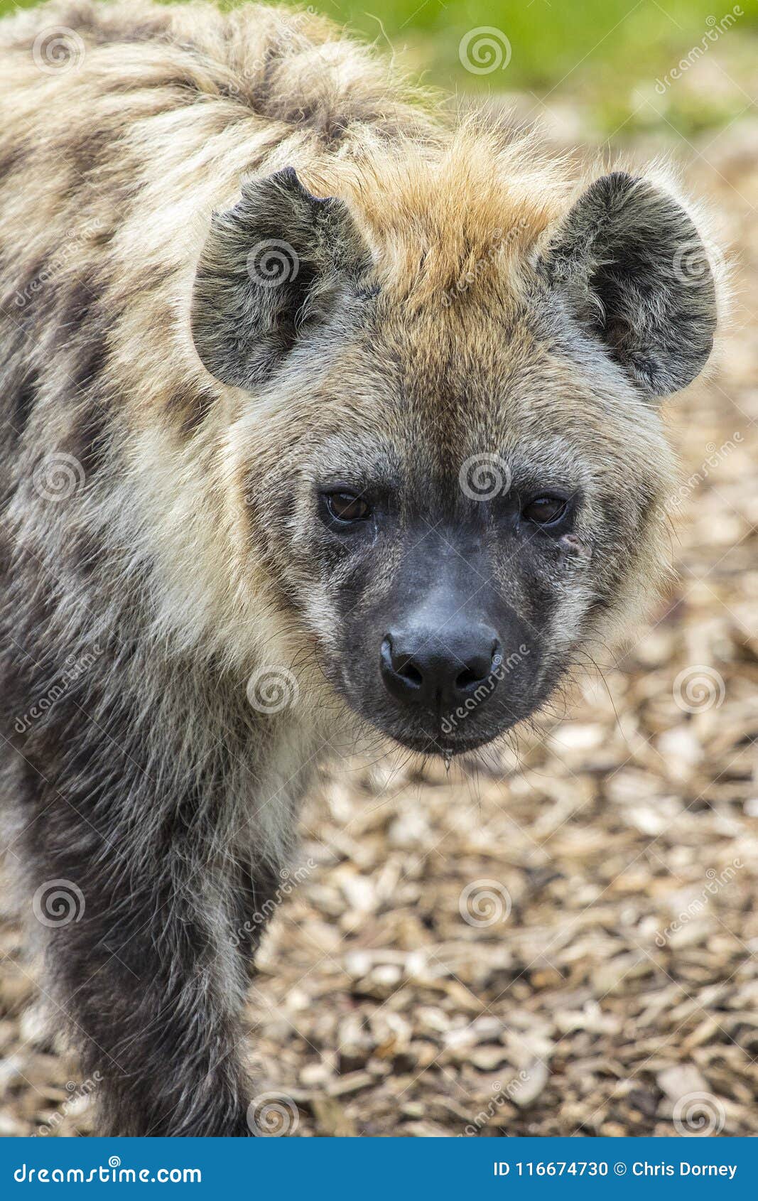 Hyena stock photo. Image of wild, nature, hyena, hyaena - 116674730
