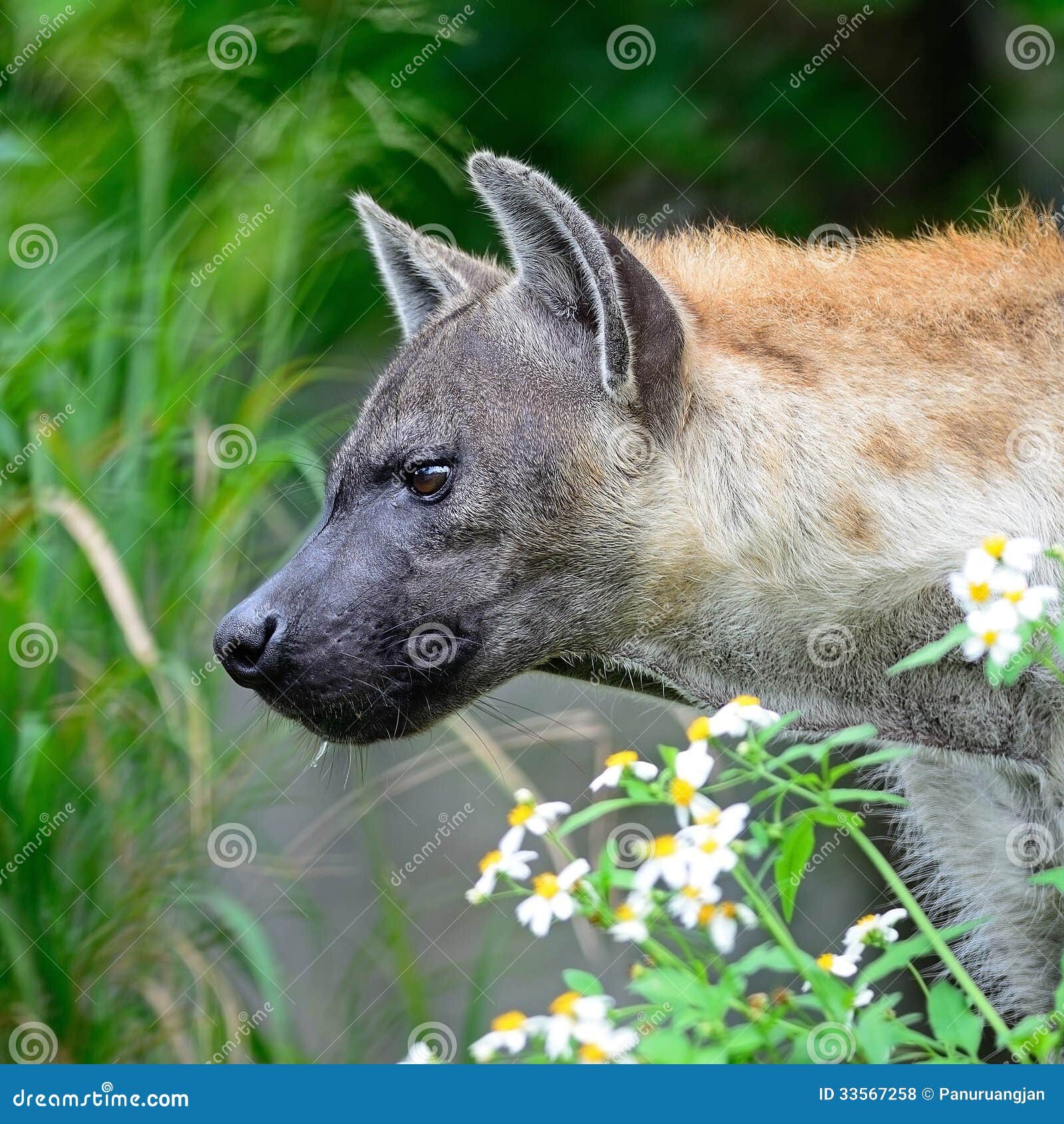 Hyena stock photo. Image of forest, dangerous, wild, african - 33567258