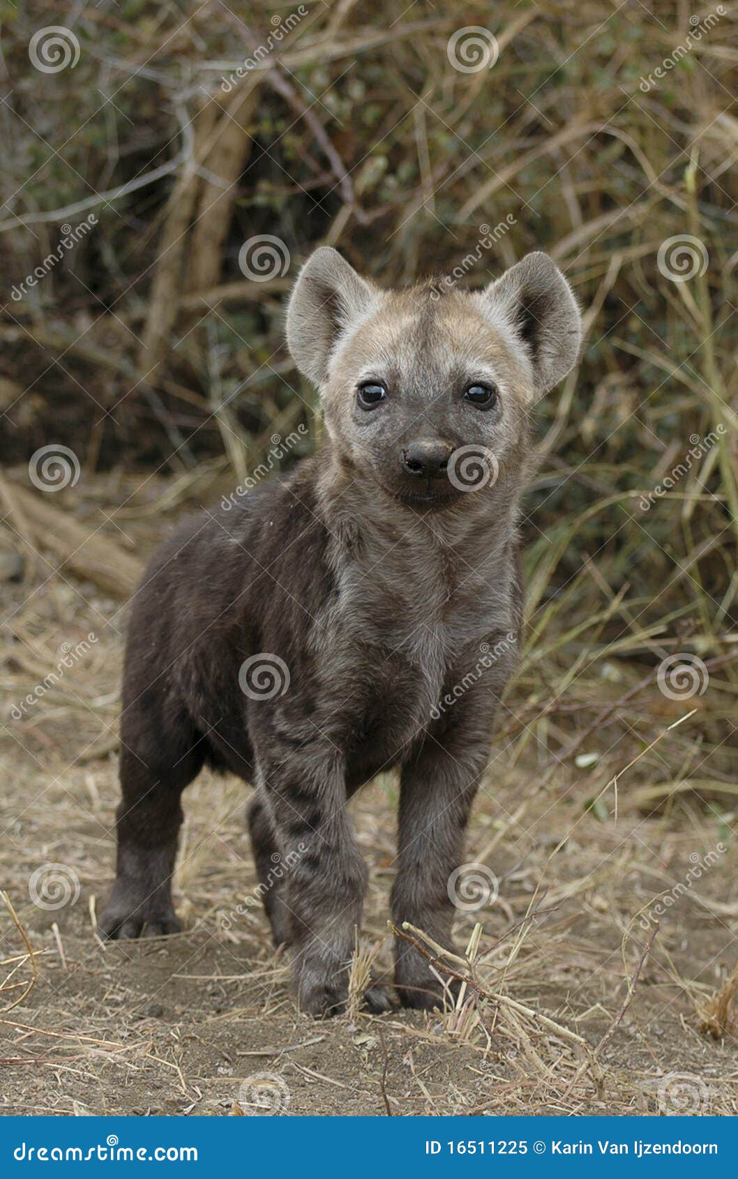 Hyena cub stock image. Image of cute, baby, smiling, young - 16511225