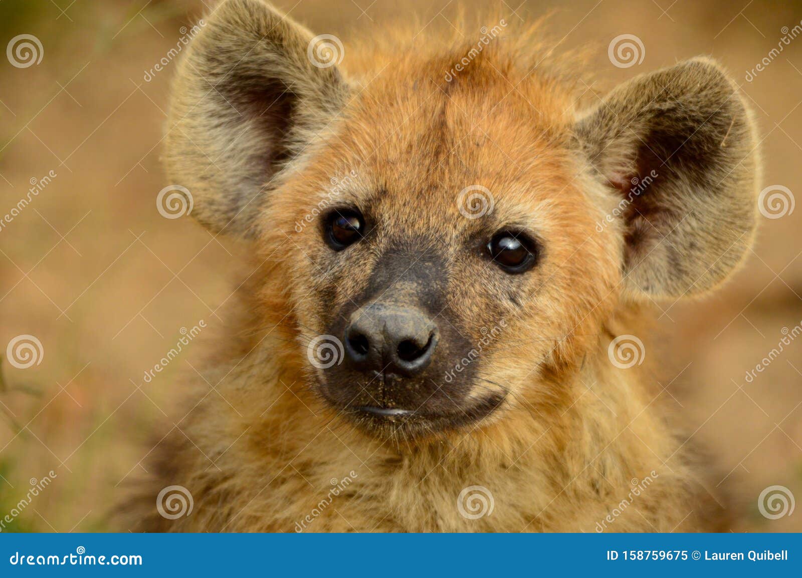 Hyena cub stock image. Image of wildanimals, southafrica - 158759675