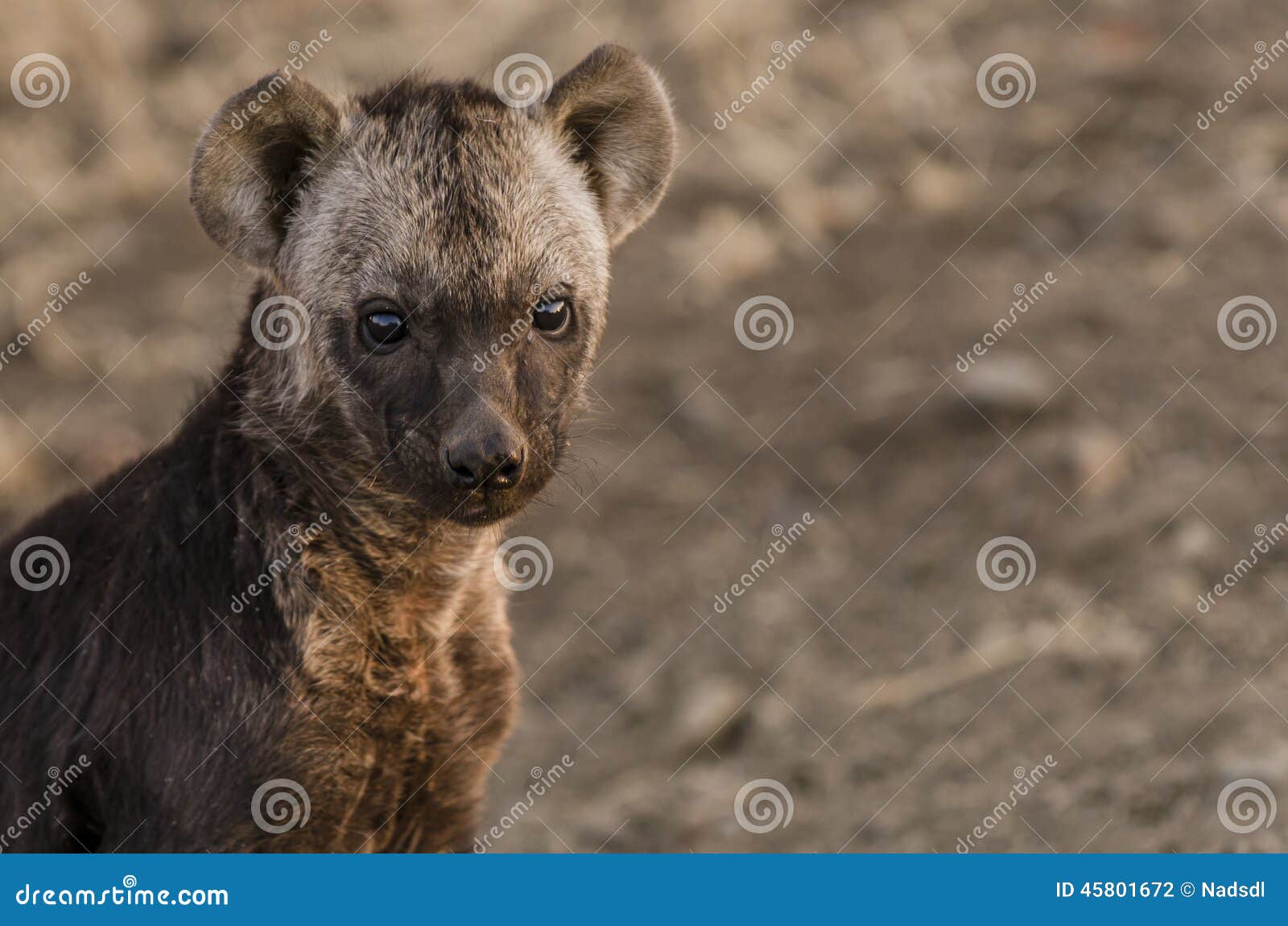 Hyena cub stock photo. Image of alert, puppy, national - 45801672