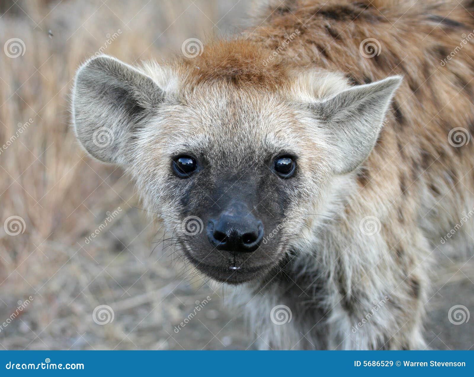 Hyena Animal Smiling