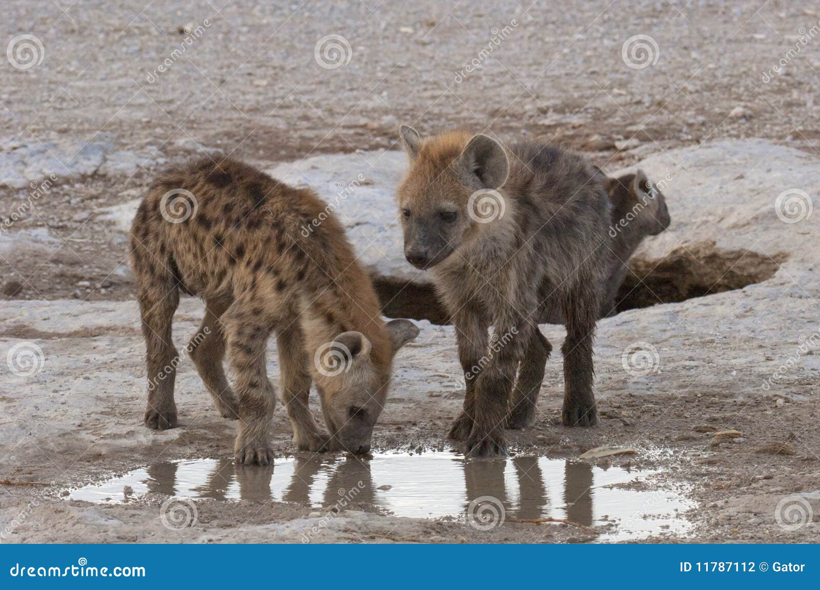 Hyena cubs stock photo. Image of dawn, murky, scavenger - 11787112