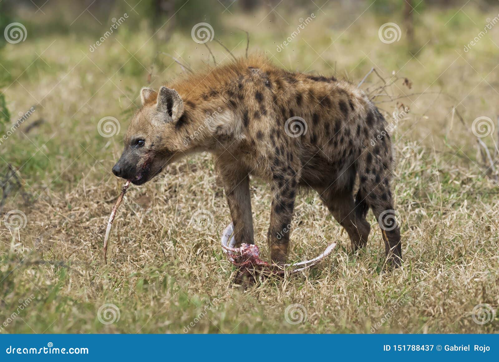 Hyena eating, Africa stock image. Image of sabanna, eating - 151788437