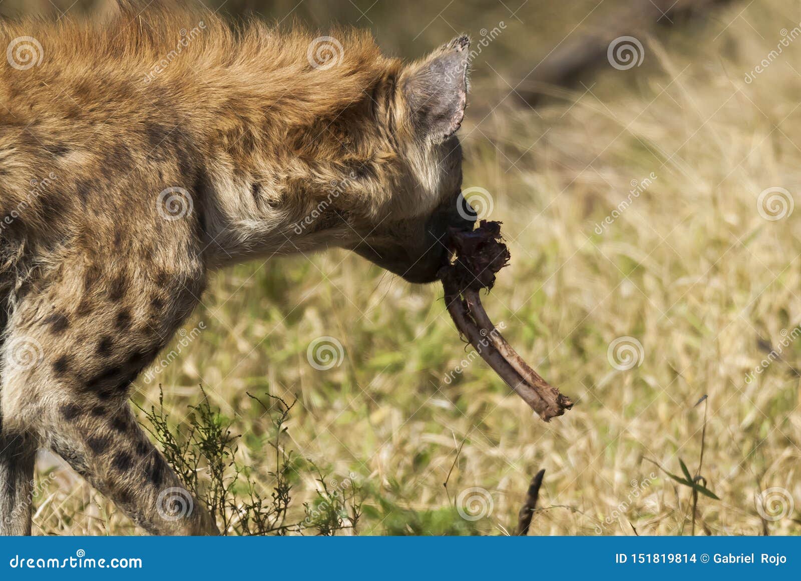 Hyena eating, Africa stock photo. Image of predator - 151819814