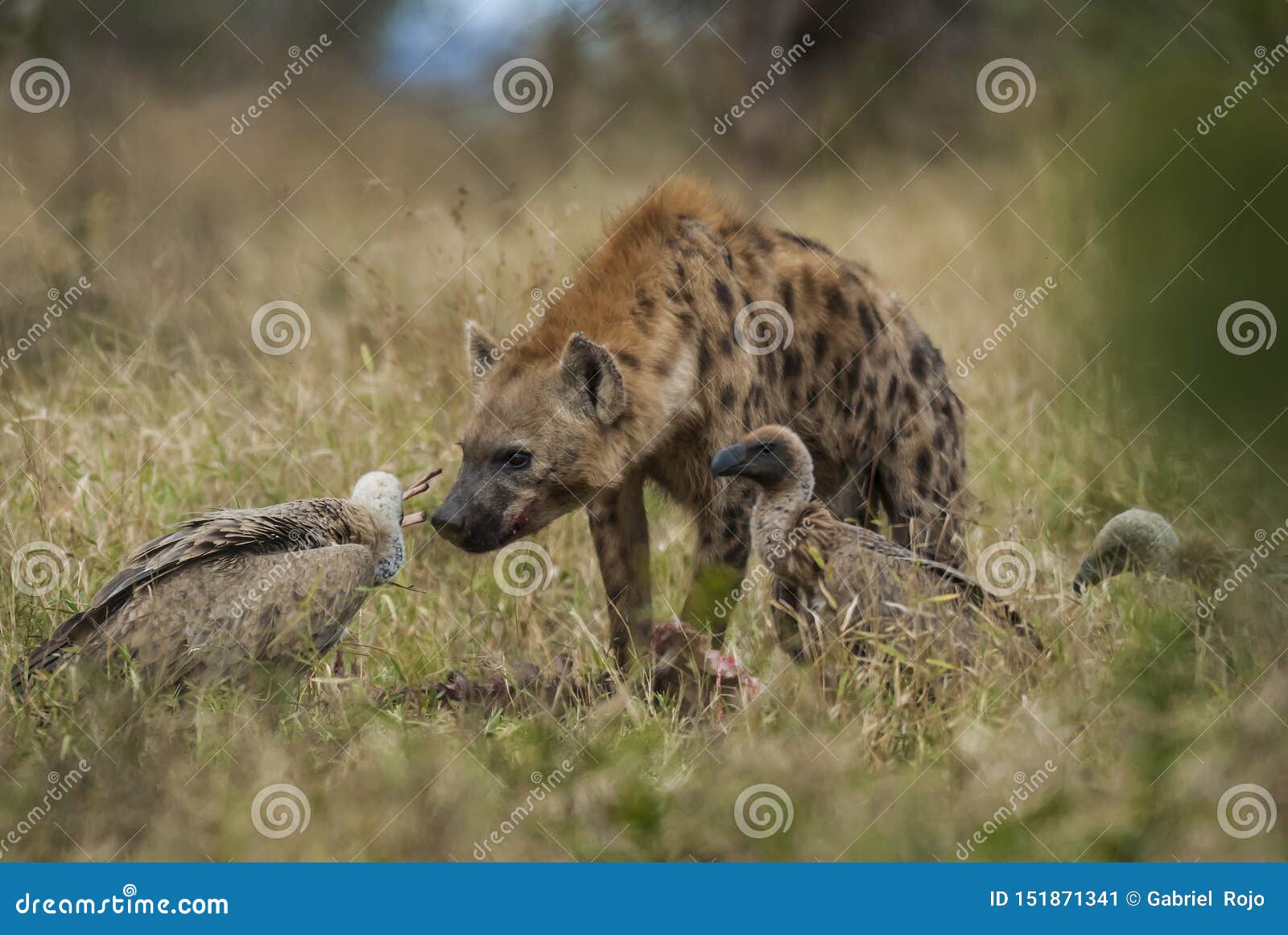 Hyena eating, Africa stock image. Image of carnivore - 151871341