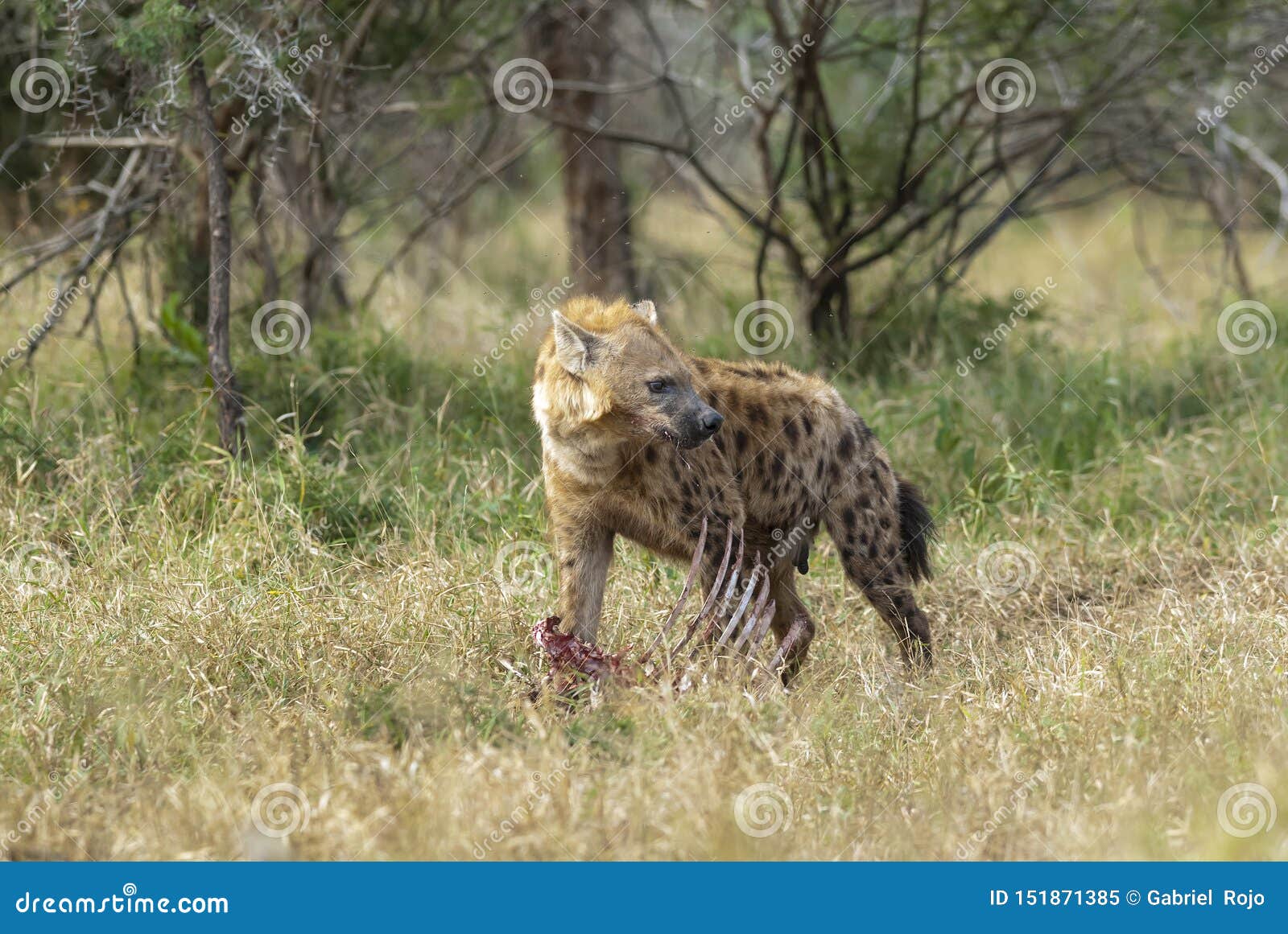 Hyena eating, Africa stock image. Image of crocuta, oportunist - 151871385