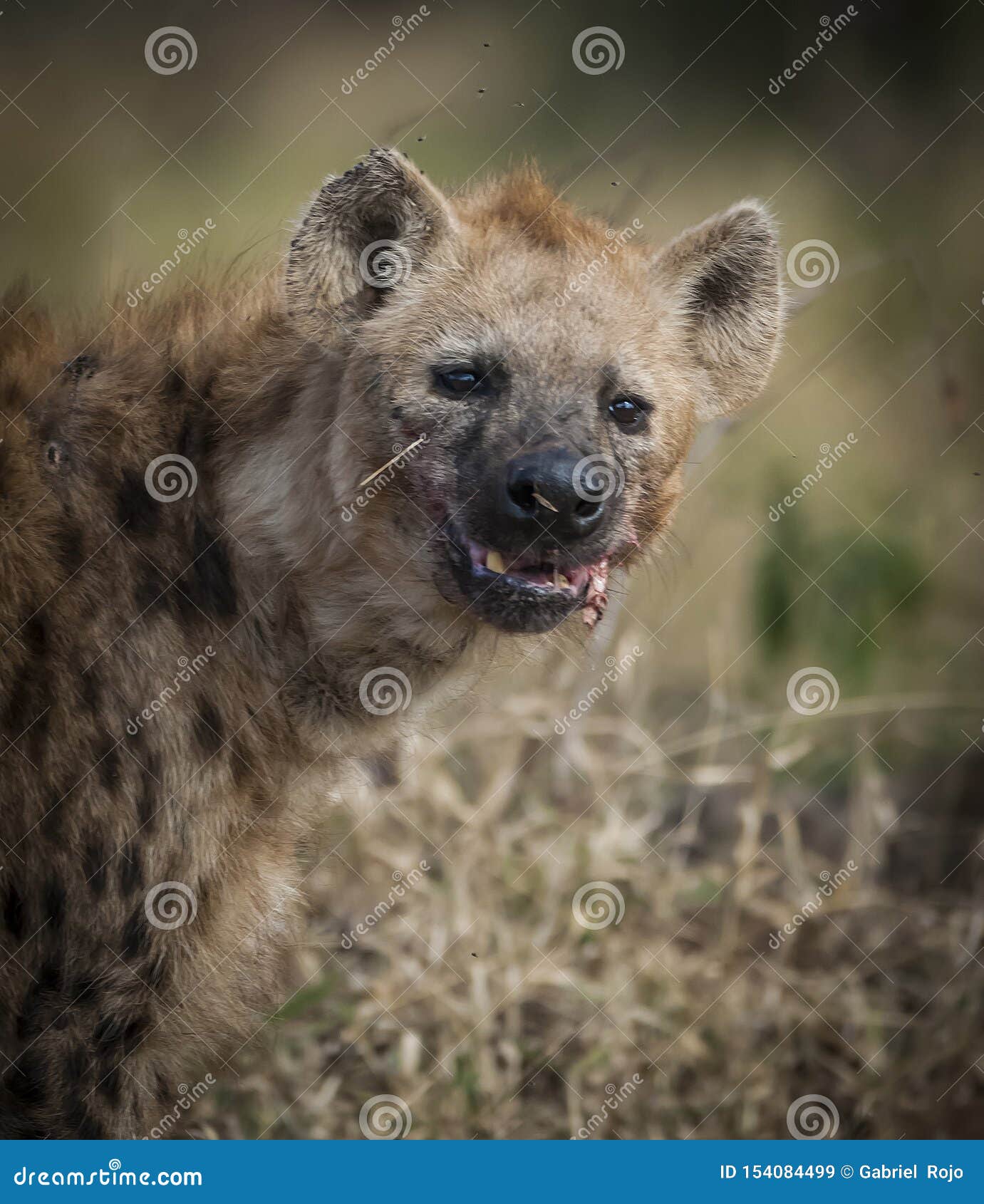 Hyena eating, Africa stock image. Image of carnivore - 154084499