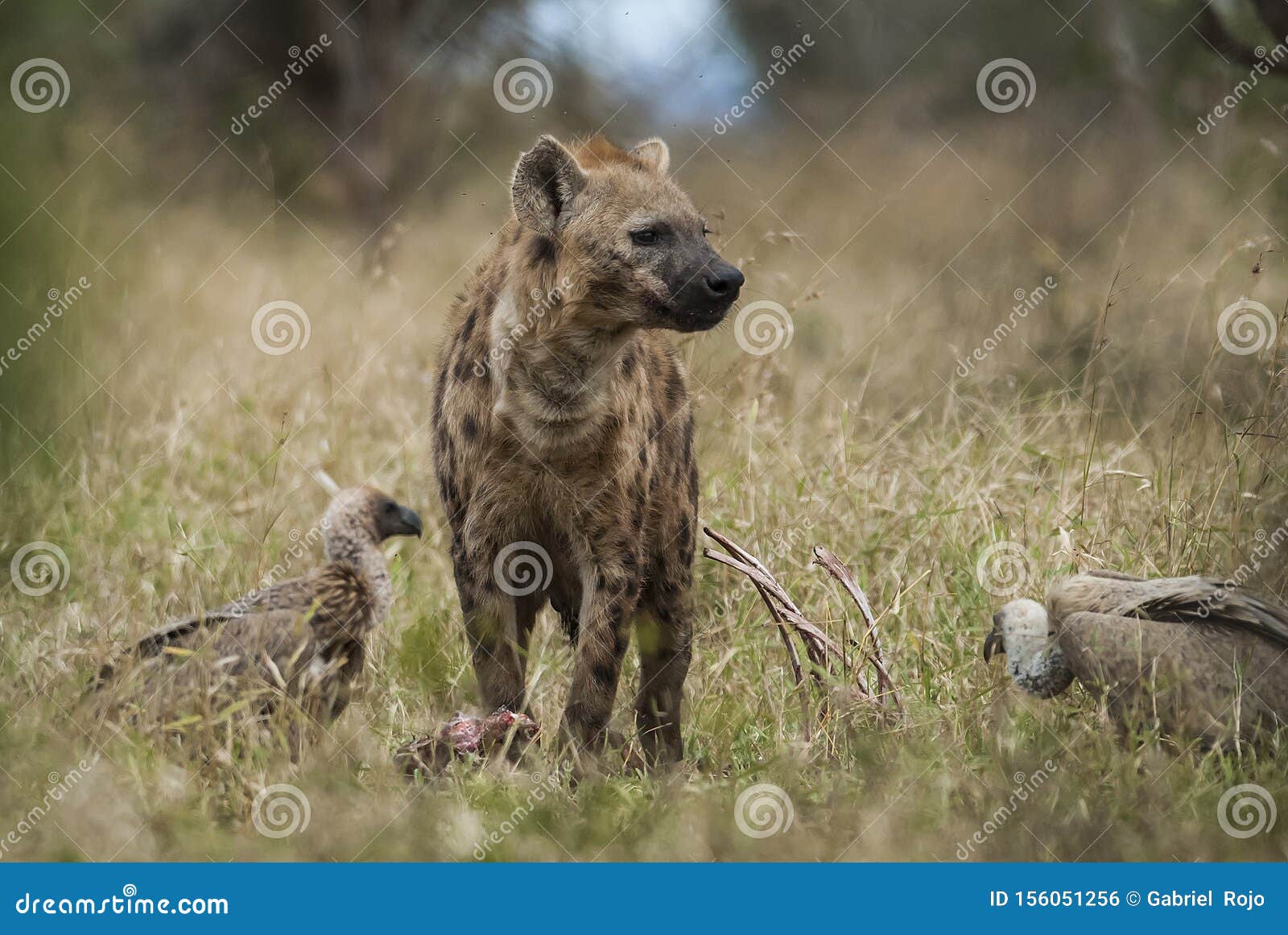 Hyena eating, Africa stock photo. Image of mammalia - 156051256