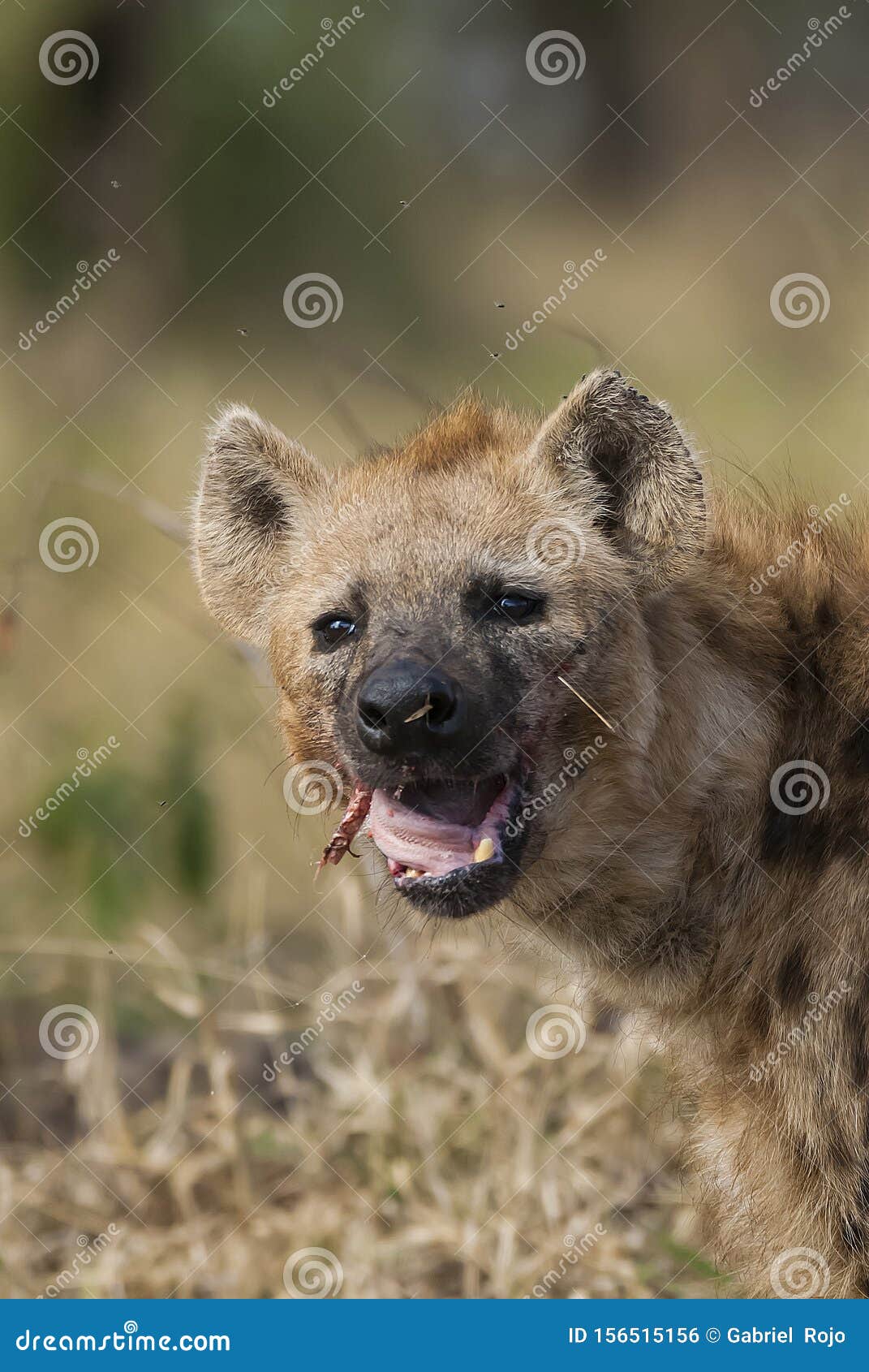 Hyena eating, Africa stock photo. Image of wildlife - 156515156