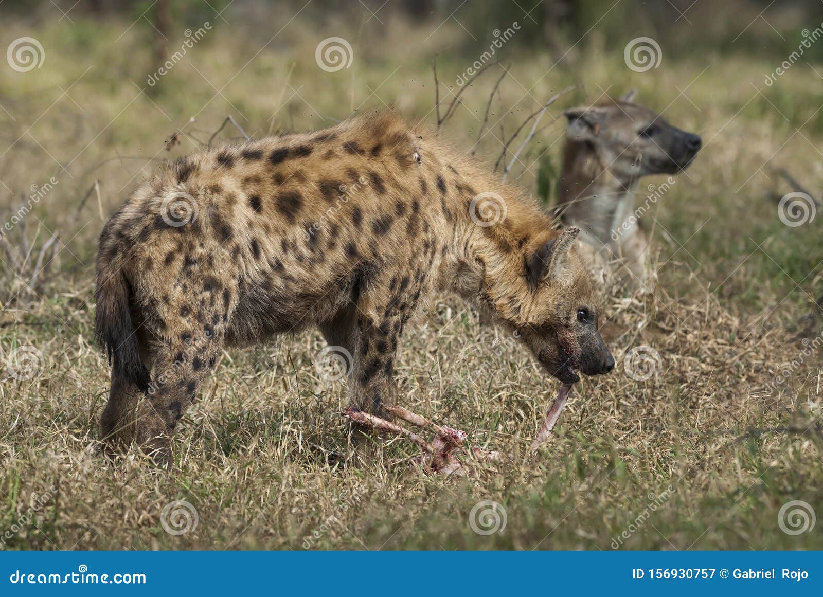 Hyena eating, Africa stock image. Image of crocuta, mammalia - 156930757