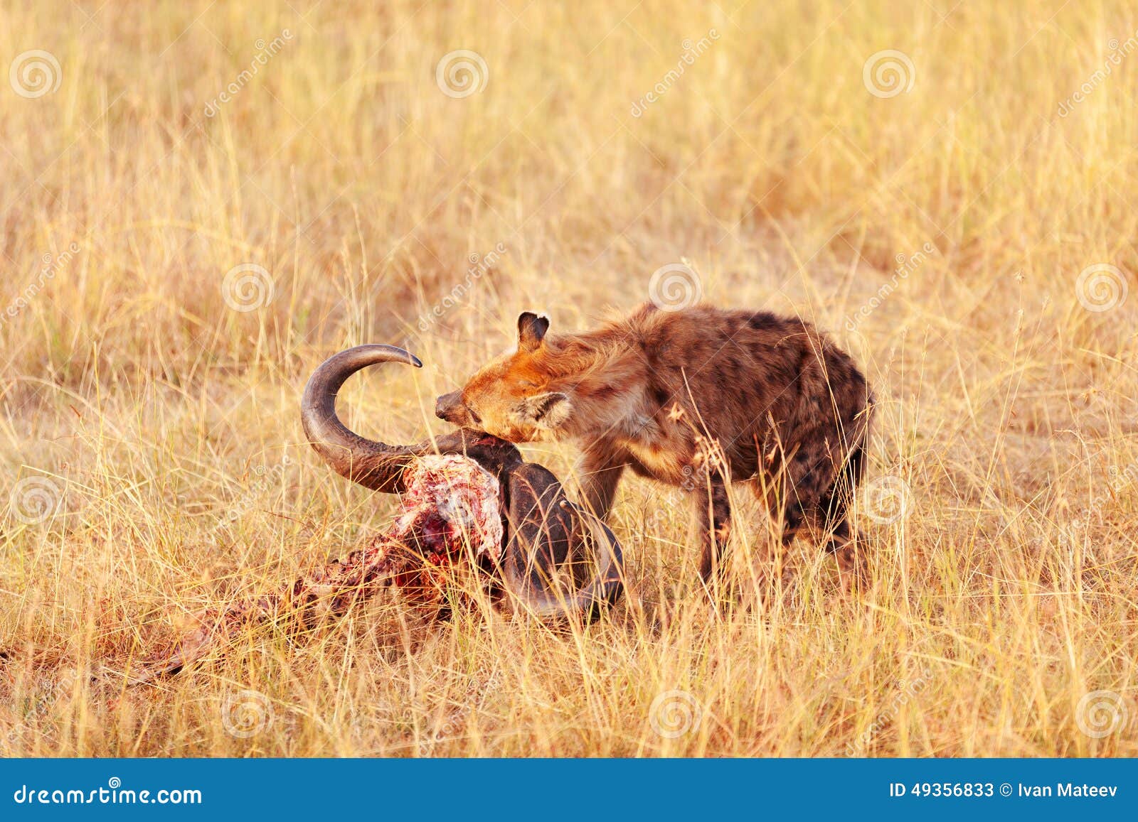 Hyena eating a pray stock image. Image of season, baby - 49356833
