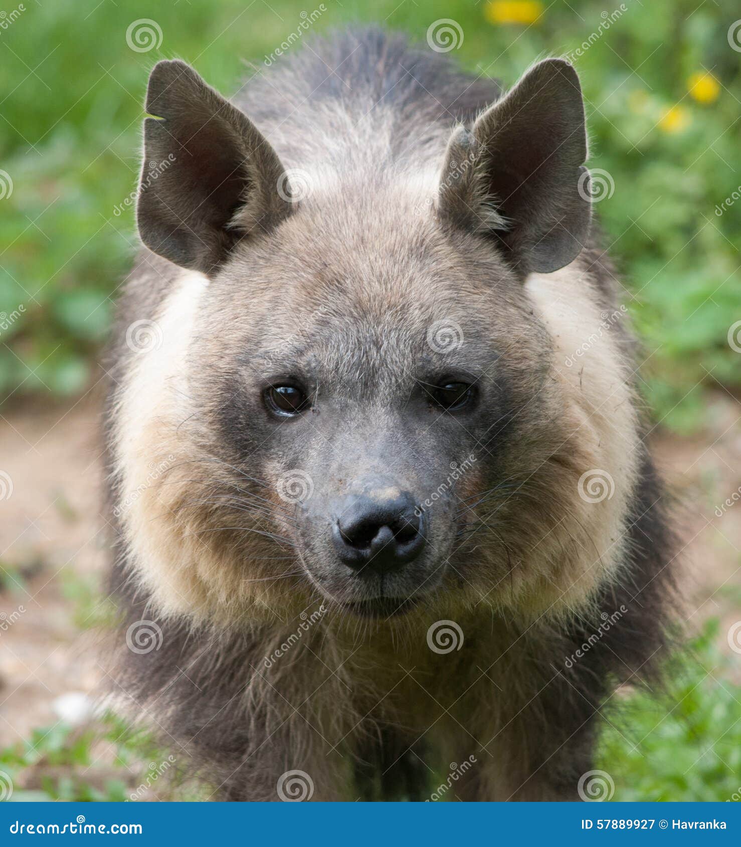 Hyena face stock image. Image of grey, vibrant, eyes - 57889927