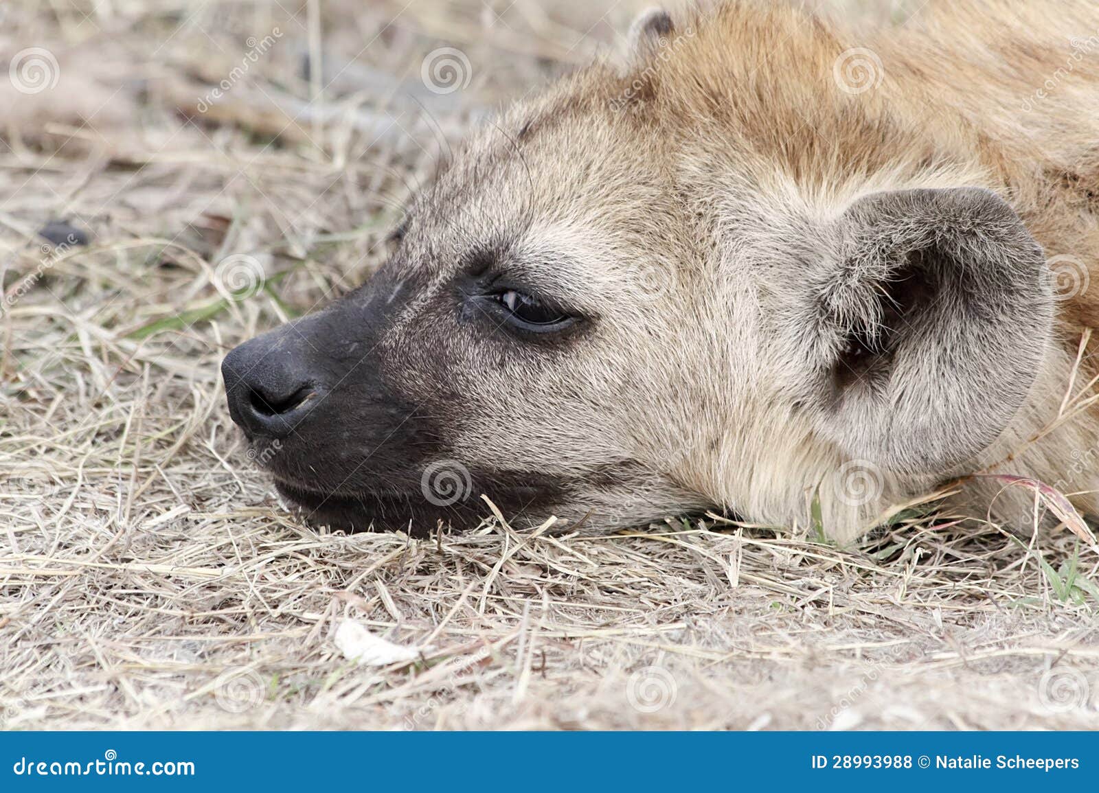 Hyena head stock photo. Image of sunrise, drive, animal - 28993988