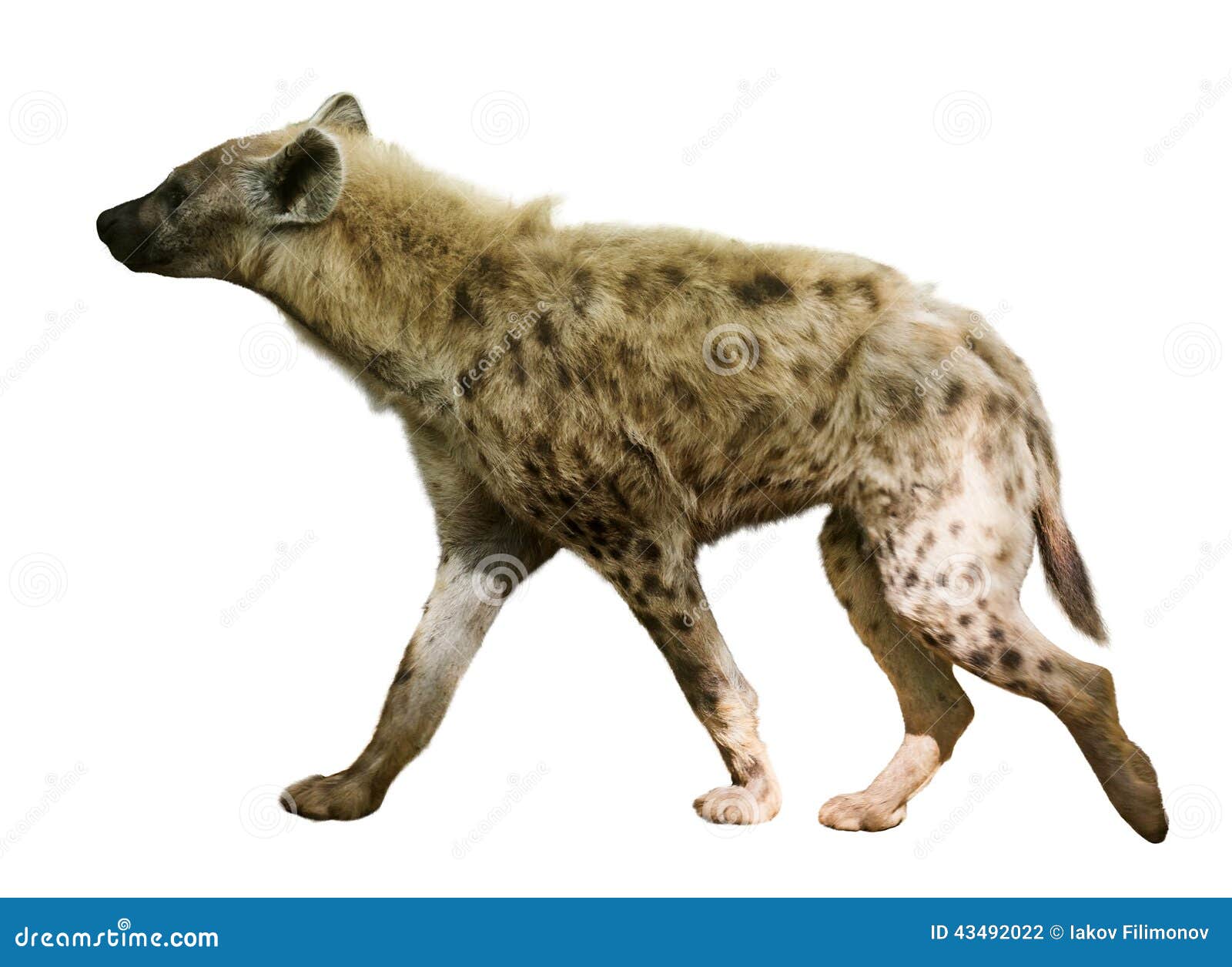 Hyena. Isolated over white stock photo. Image of predator - 43492022