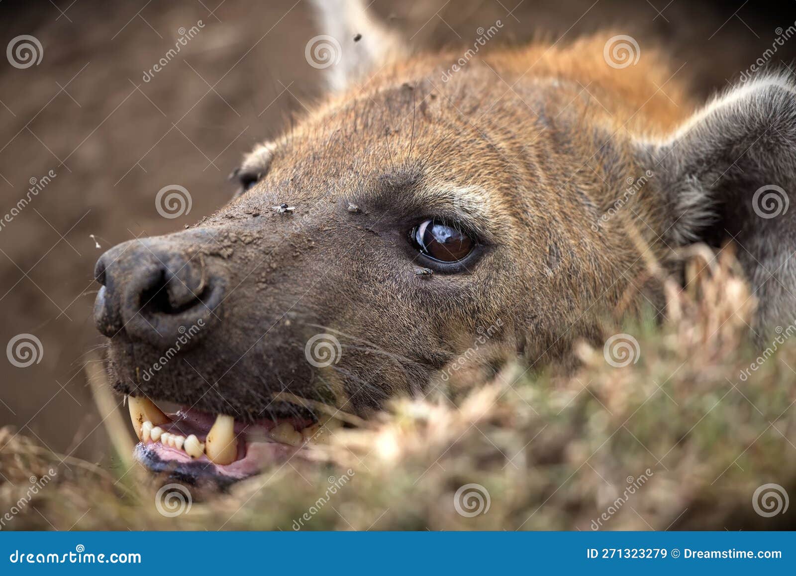 Hyena Laying Down in the Grass with Its Teeth Open Stock Image - Image ...