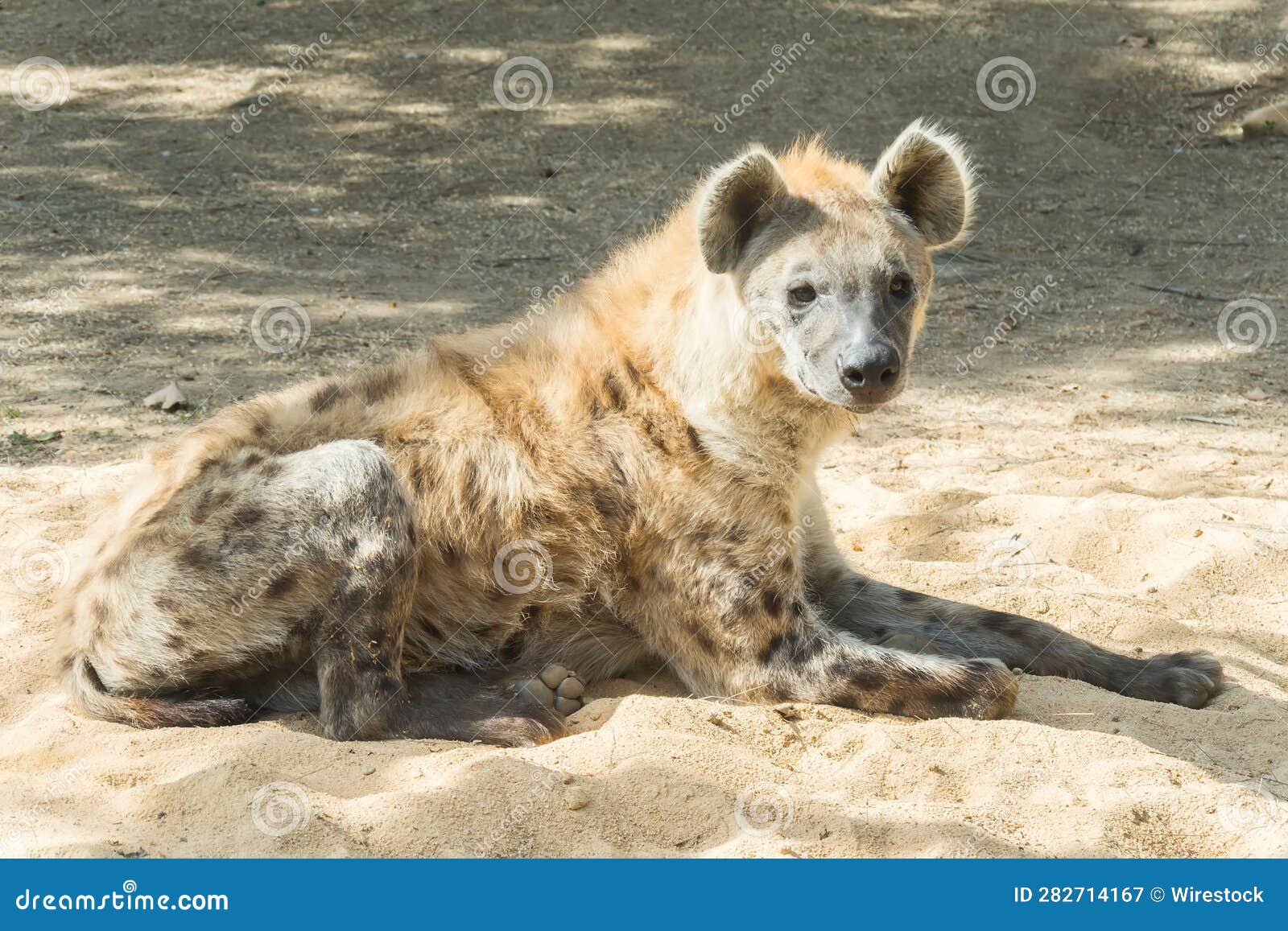 Hyena Laying on the Ground in a Zoo on a Sunny Day Stock Image - Image ...