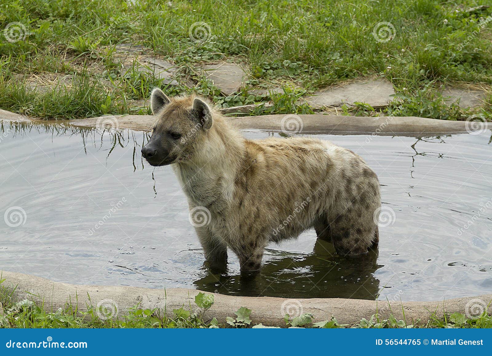 Lone Hyena Cub Laying On The Ground Stock Photography | CartoonDealer ...