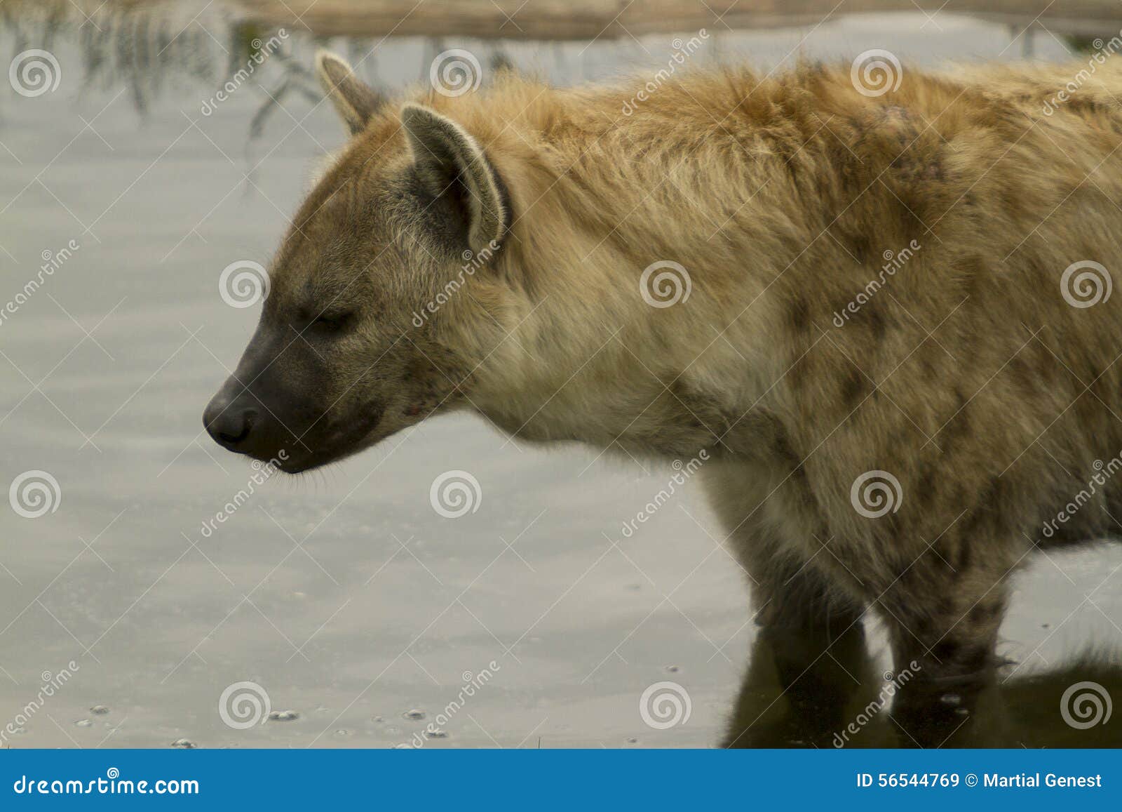 Lone Hyena Swim In A Small Pool To Cool Down On Hot Day Royalty-Free ...