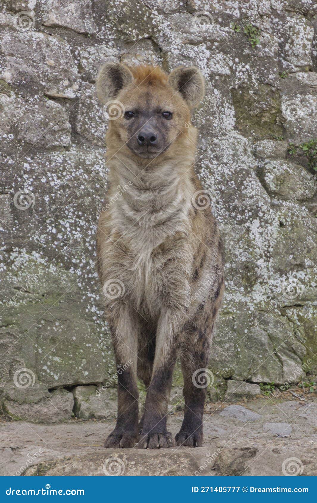 Hyena Looking at the Camera Stock Image - Image of animal, standing ...