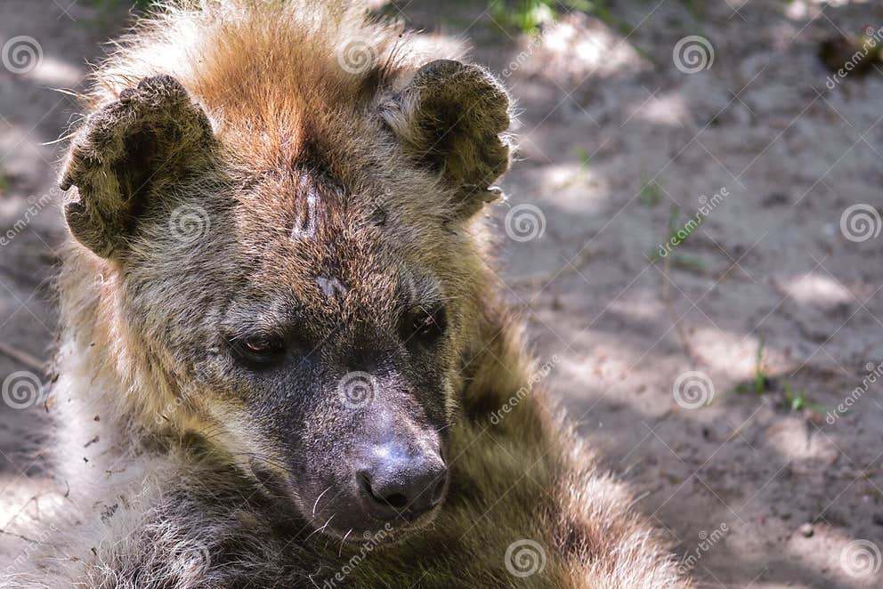 Hyena lying on ground stock image. Image of national - 31437939