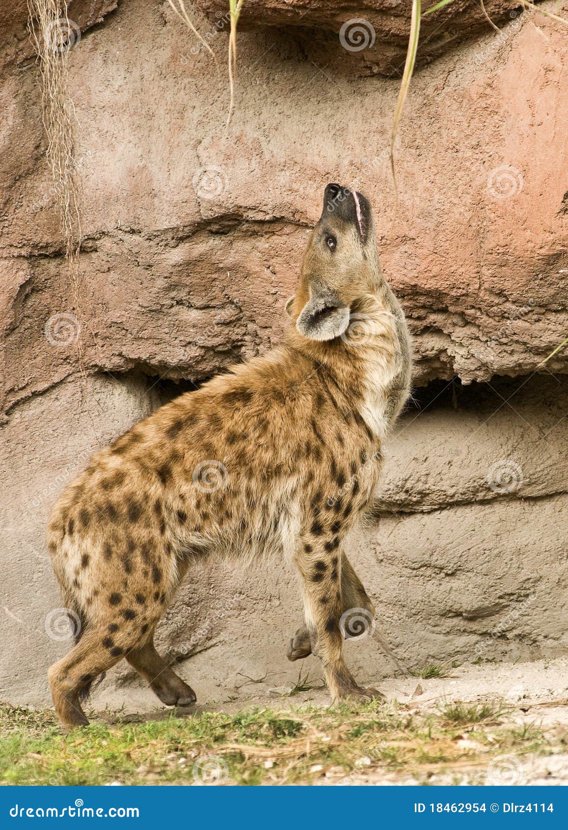Hyena manchado de Rock foto de archivo. Imagen de aullido - 18462954
