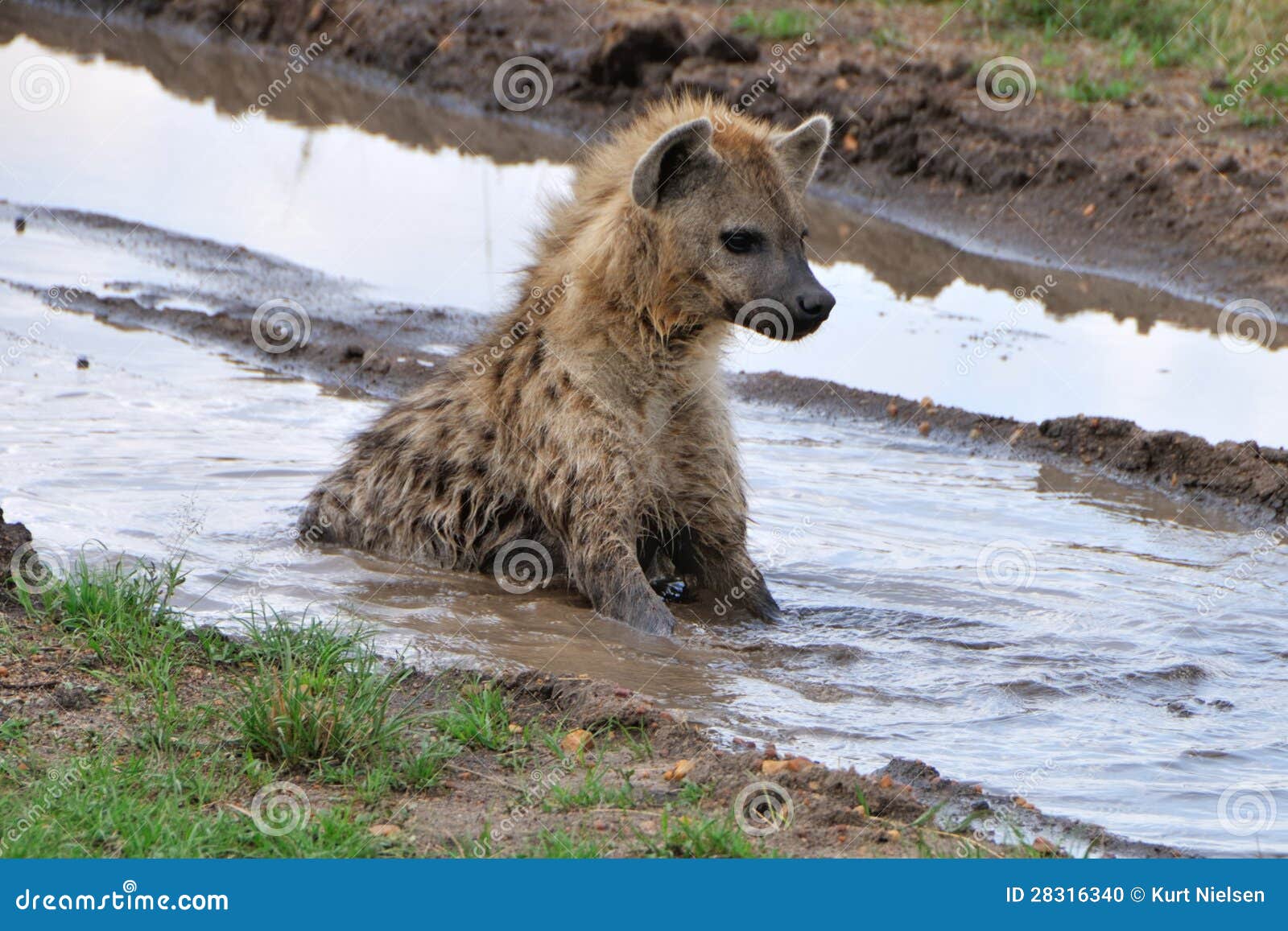 Hyena in muddy water stock photo. Image of young, side - 28316340