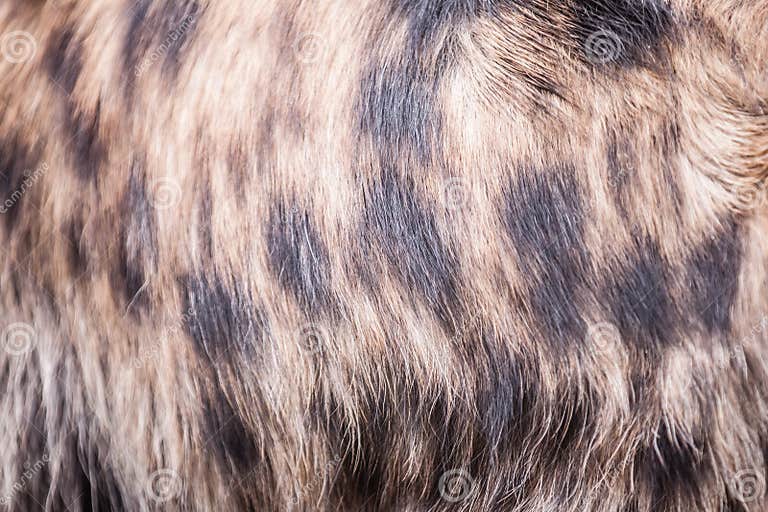 Hyena pattern stock image. Image of zoology, africa, wildlife - 38163223