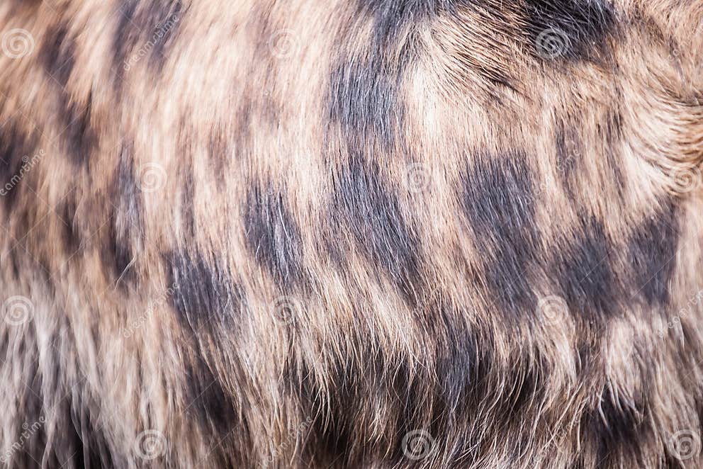 Hyena pattern stock image. Image of zoology, africa, wildlife - 38163223