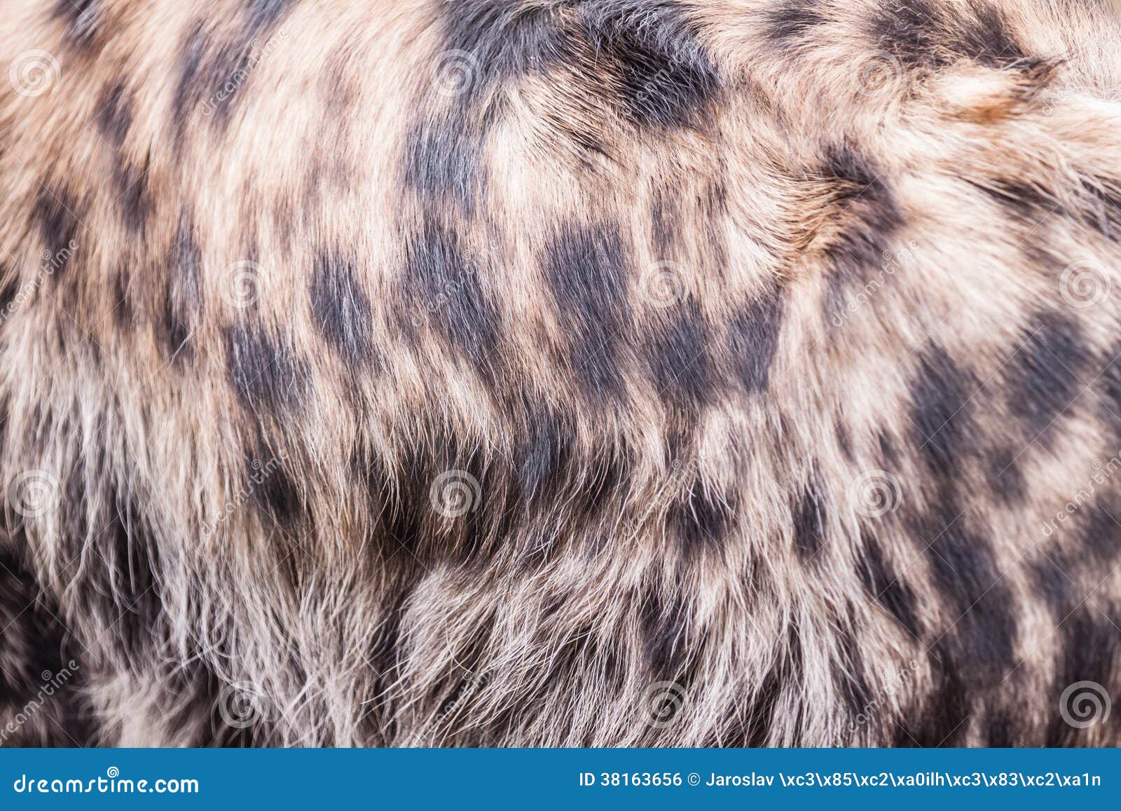 Hyena pattern stock photo. Image of zoology, hyena, wildlife - 38163656