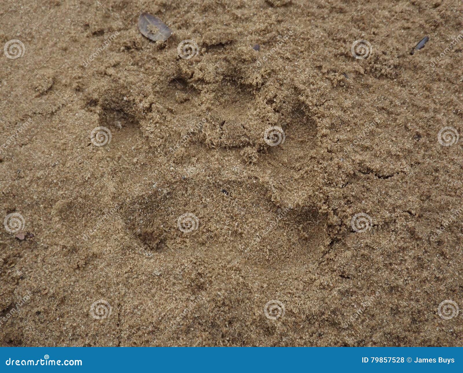 Hyena paw print stock photo. Image of sand, track, fresh - 79857528