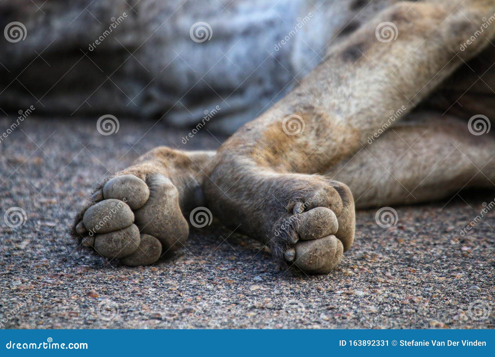 Hyena Paws stock image. Image of park, national, nature - 163892331