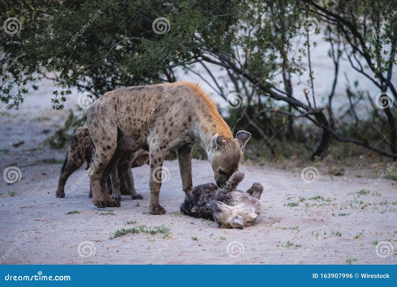 Hyena Playing with Her Cubs on a Sandy Ground with Some Trees in the ...