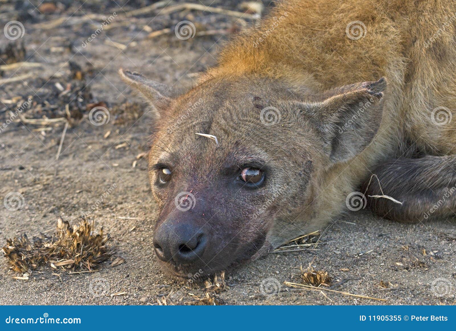Hyena Portrait stock image. Image of park, hunter, tourism - 11905355