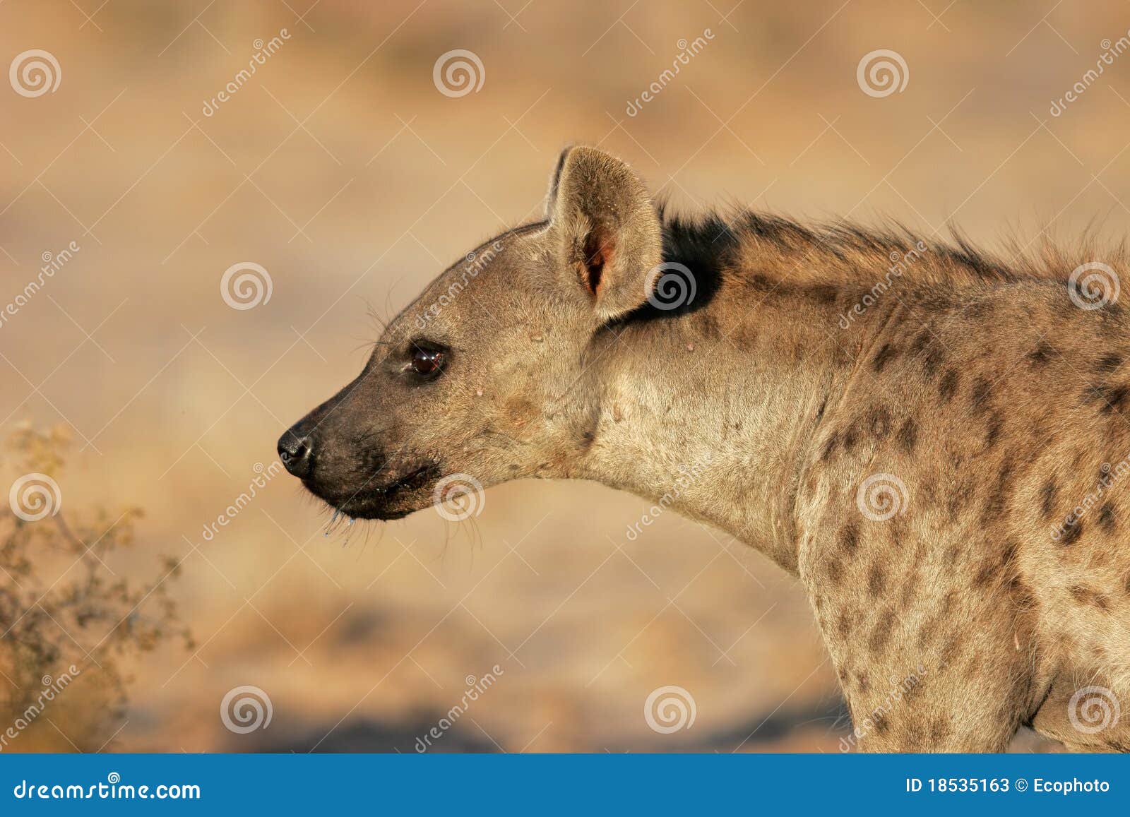 Hyena portrait stock image. Image of predator, hyena - 18535163
