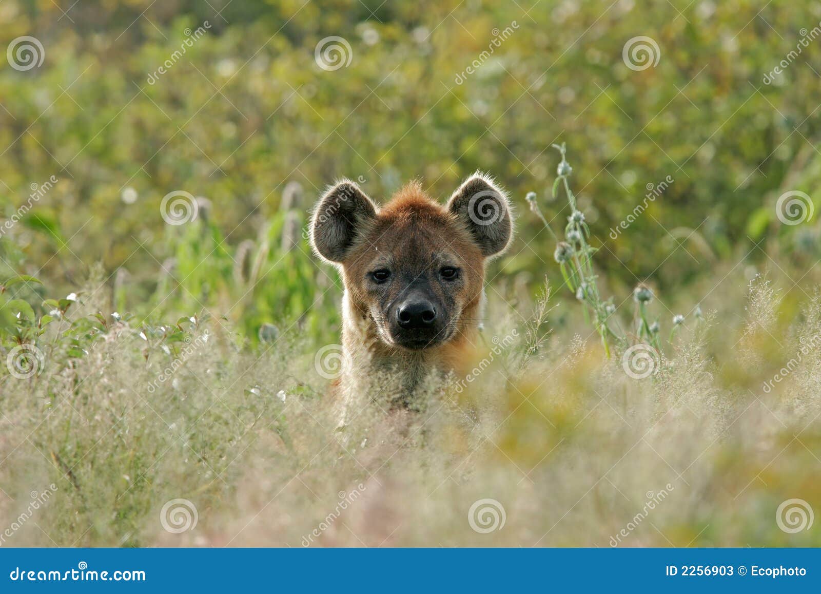 Hyena portrait stock image. Image of namibia, ferocious - 2256903