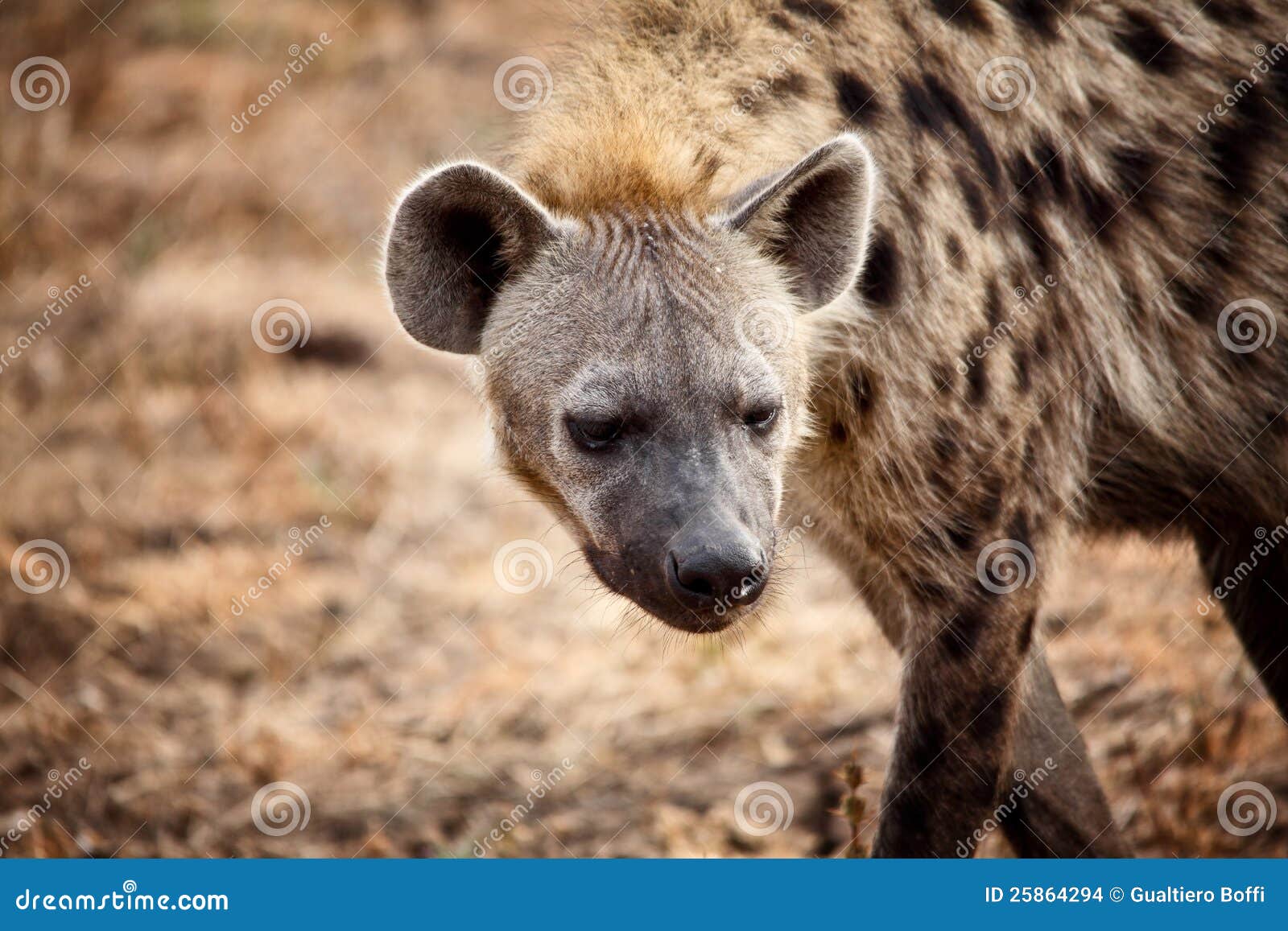 Hyena portrait stock photo. Image of national, wildlife - 25864294