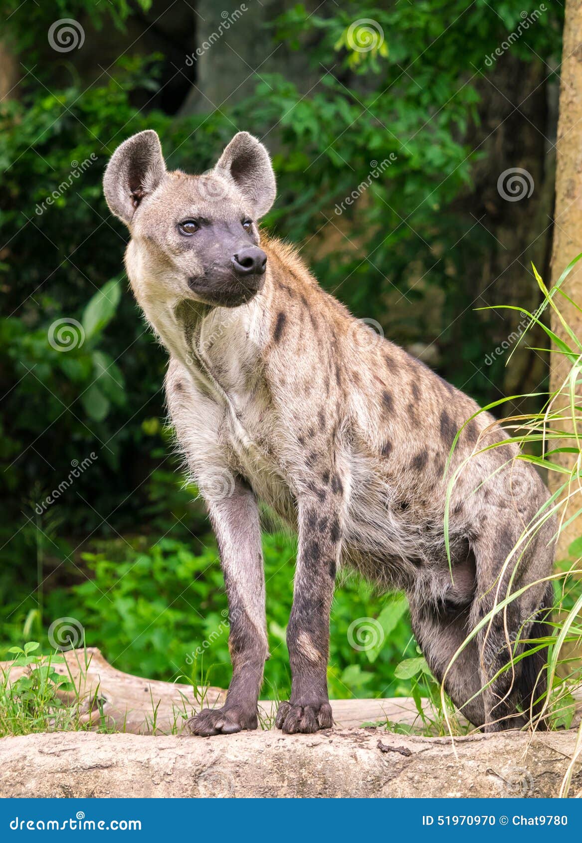 Hyena stock photo. Image of wild, stalking, scavenger - 51970970