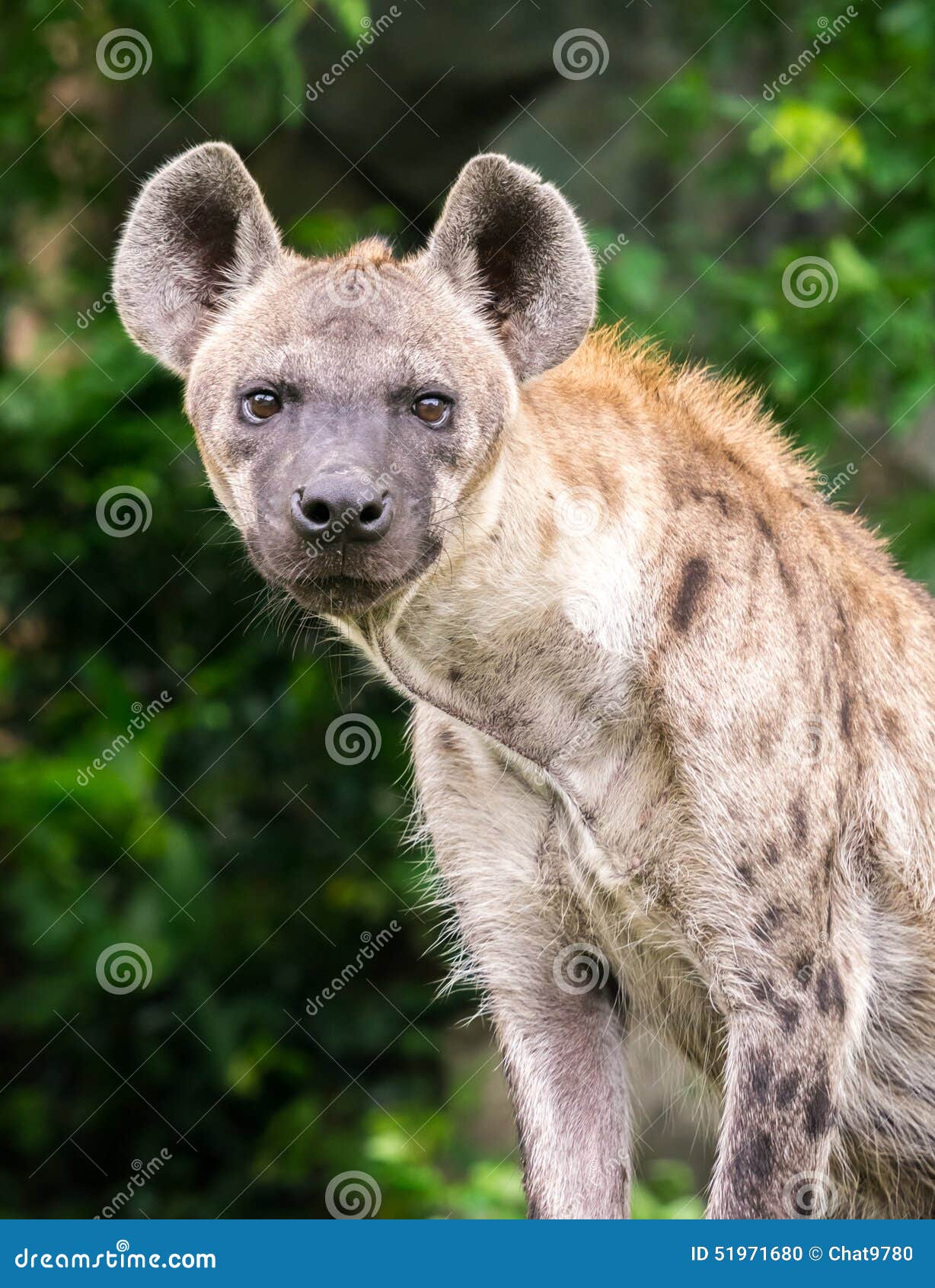 Hyena stock photo. Image of predator, face, stalking - 51971680