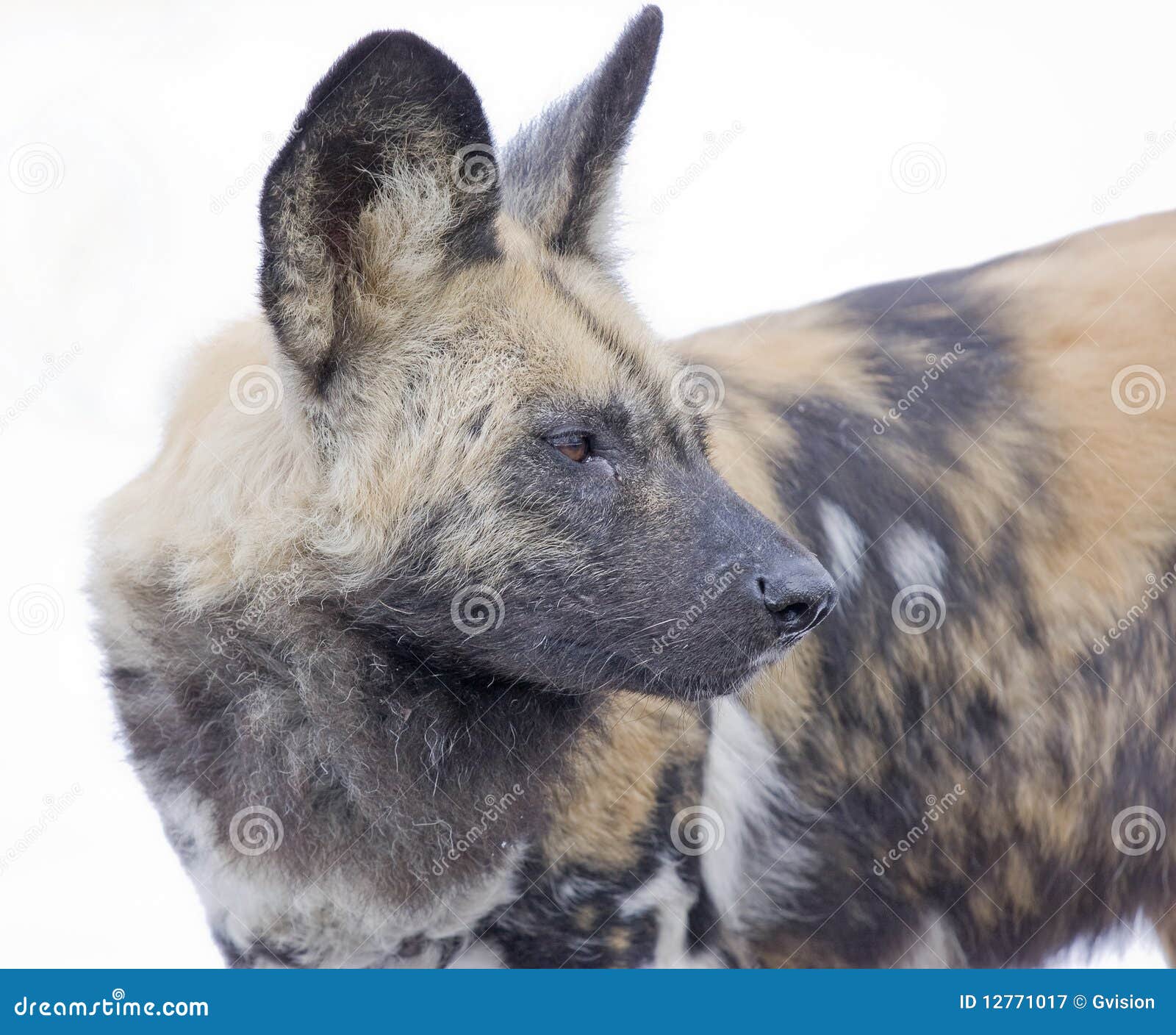 Hyena Profile Royalty Free Stock Photography - Image: 12771017